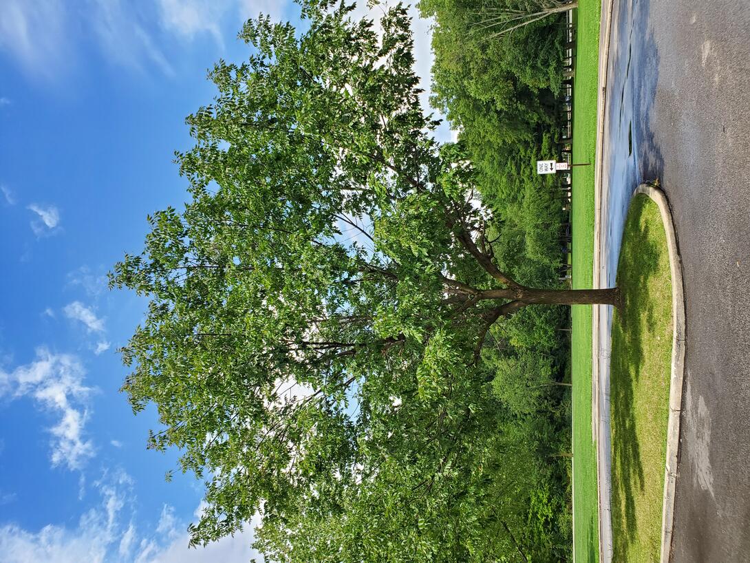 White Ash | CMP Tree Selection Tool